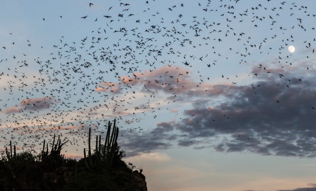 Increasing Our Understanding of Bats and Their Impact – Magazine