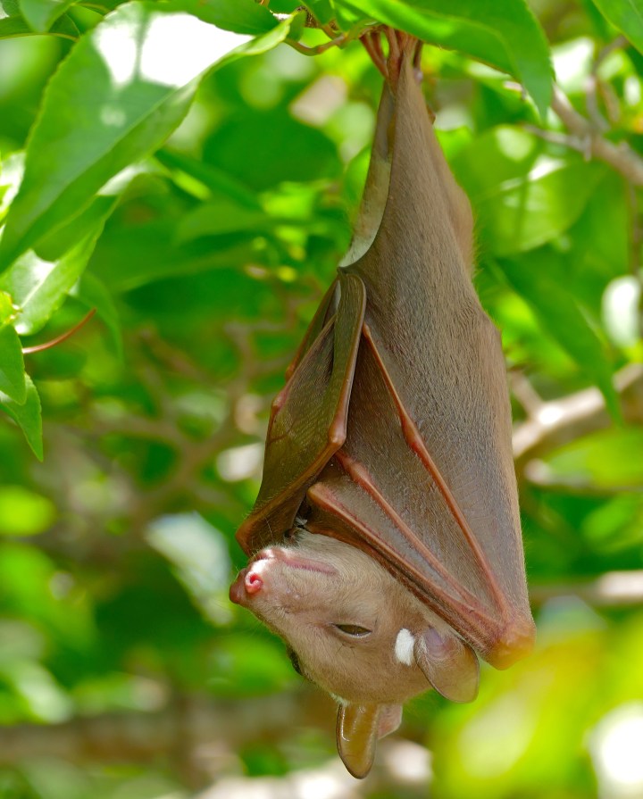 Increasing Our Understanding of Bats and Their Impact – Magazine